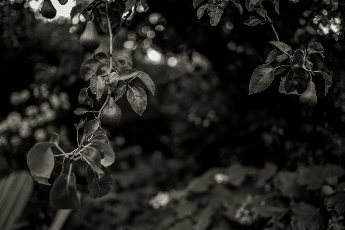 Pears – Lucid Drift Studios