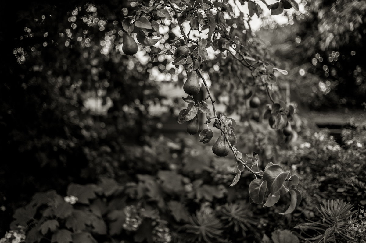 Pears – Lucid Drift Studios
